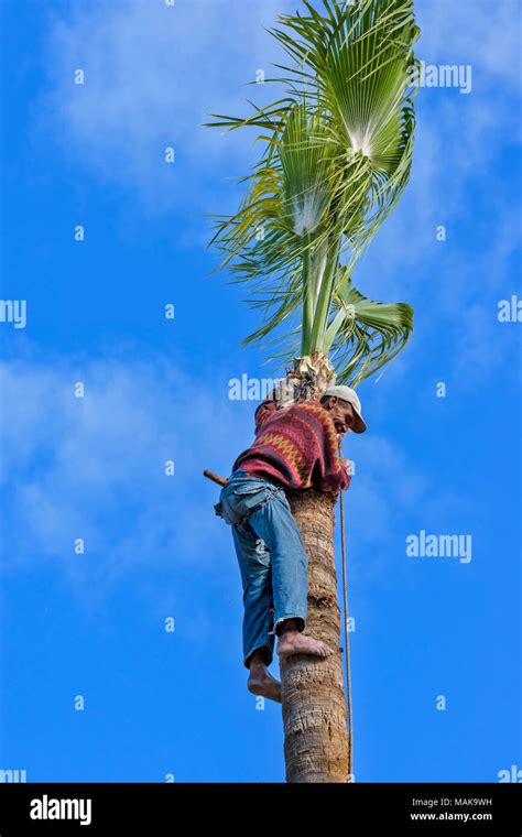 Cut Palm Tris