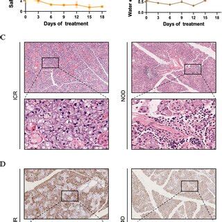 Results of NOD mice model measuring salivary secretion-related ...