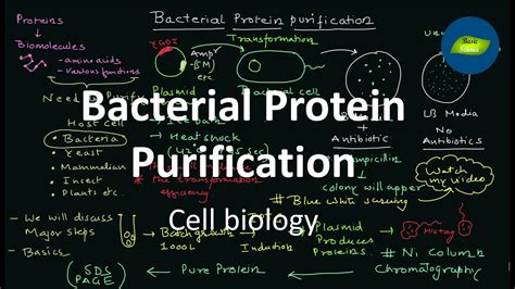 Protein Expression And Purification Pdf At Hayden Seton Blog