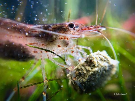 Any Amano Shrimp Lovers Rshrimptank