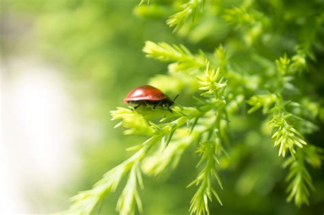 瓢虫 自然 Pixabay上的免费照片 Pixabay