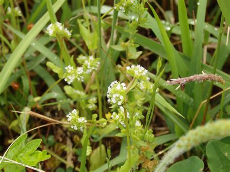 けんしんの山野草徒然 ノヂシャ野萵苣
