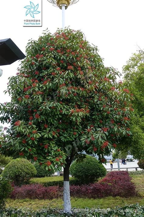 球花石楠 花瓣网