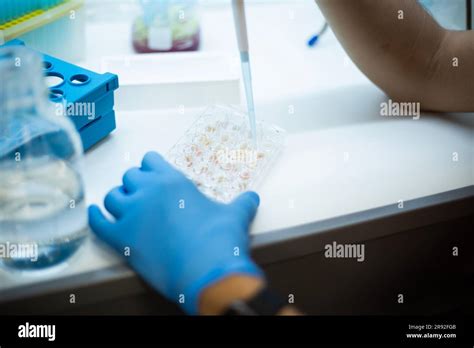 In Vitro Cellular Assay Using Multi Pipette And Well Plate Cell Culture