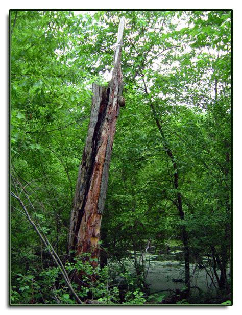 Red Tree Trunk By Jasonengel On Deviantart