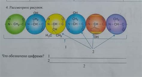 4. Рассмотрите рисунок. ОН CH₂ ОН CH₂ Сонда N-CH₂-C N-CH-C-N-CH-CN-CH ...