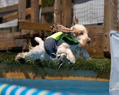 Home English Cocker Spaniel Club Of Canada