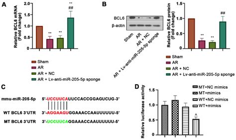 Bcl6 Is A Target Gene Of Mir 205 5p Relative A Mrna And B Protein