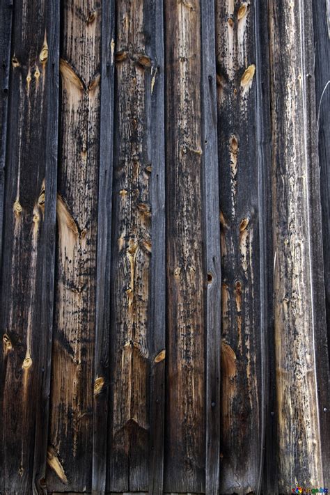 Blackened Tree Texture Free Image № 3156