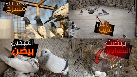 صيد اليوم اله شويه 😂 عدنه طيور بيضت وبديت ادشر تور تعالو شوفو الاخبار