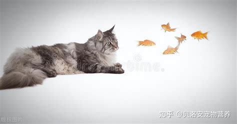 猫咪天生就会游泳猫咪有学习游泳的必要吗 知乎