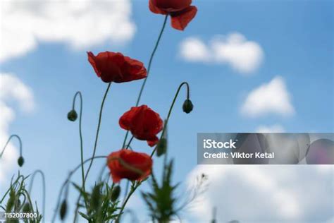 Bunga Poppy Di Lapangan Melawan Langit Biru Dan Rumput Hijau Fokus