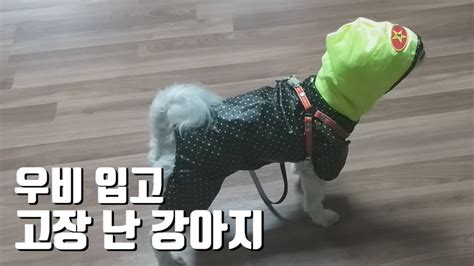 우비 입고 고장 난 강아지 Youtube