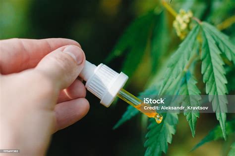 대마의 덤불의 배경에 대한 손에 대마초의 유리 투명 드롭퍼cbd 오일 마리화나는 약입니다 대마는 한방 의학의 개념입니다 Thc에