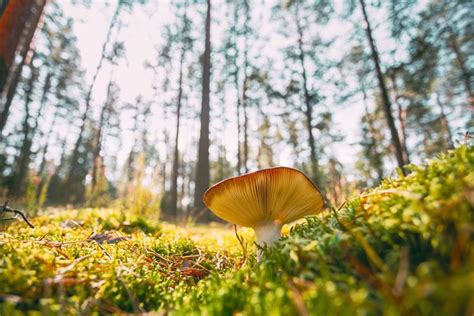 Make Your Own Vitamin D Mushrooms By Simply Adding Some Sunshine