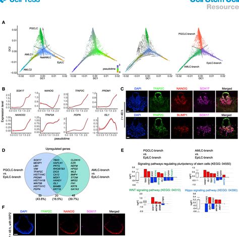 Figure From Single Cell Analysis Of Embryoids Reveals Lineage Diversification Roadmaps Of
