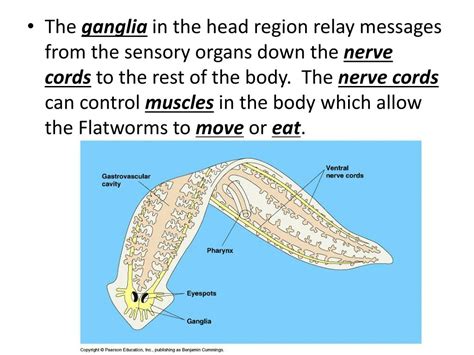 Ppt Flatworms Phylum Platyhelminthes Powerpoint Presentation Free Download Id1867631