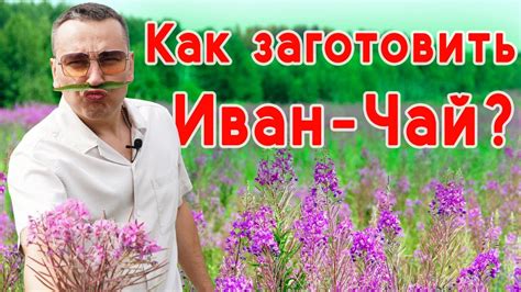Заготовка Иван Чая в домашних условиях Иван Чай по всем правилам Youtube