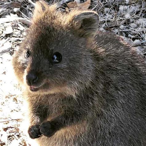 Download Free Quokka Smiling Australian Marsupial Wallpaper