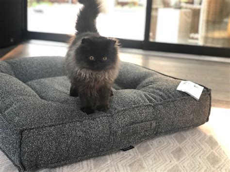 Doll Face Persian Kittens Customer Photossuperior Quality Persian