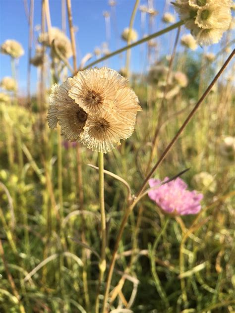 Seed Collecting For The Home Gardener Denver Botanic Gardens