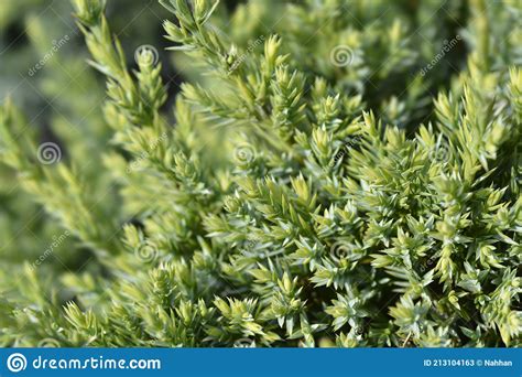 Flaky Juniper Holger Stock Image Image Of Juniper Squamata 213104163