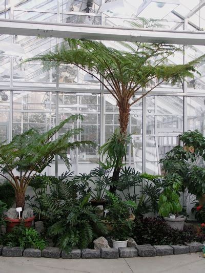 Erics Pet Plant Australian Tree Fern Cyathea Cooperi Leslie Land In Kitchen And Garden