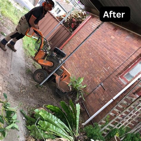 Lowest Price Tree Lopping Sydney S Most Affordable Tree Services