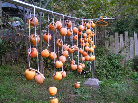 My Corner Of Japan Drying Persimmons At Home
