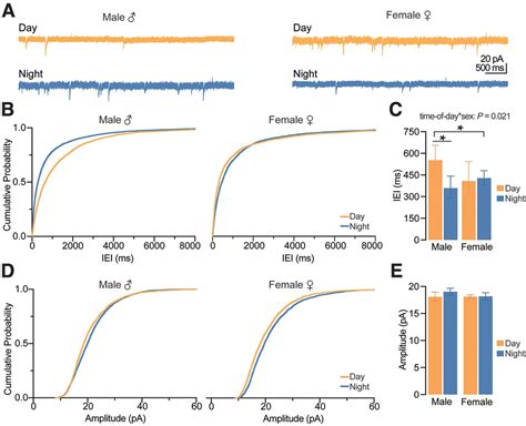 examination of diurnal variation and sex differences in hippocampal