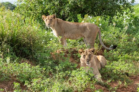 Pareja De Leones Femeninos Majestuosos En La Sabana Africana Foto De