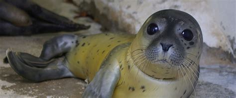 Foca Comum Características Mundo Ecologia