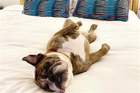 The Top 10 Ways To Celebrate National Dog Day In Northern Virginia