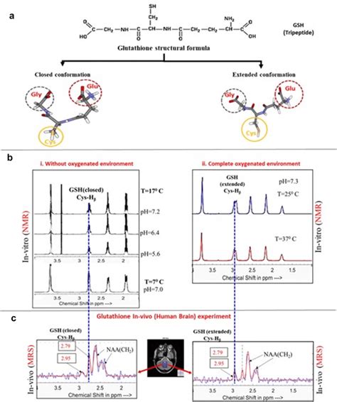 Structure Of GSH And Its Conformations A GSH Structure And Its Two