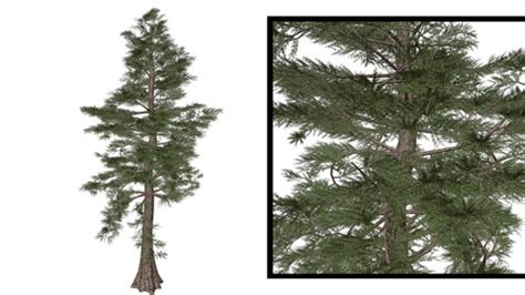 Artstation Western Red Cedar 03 Fbx High Poly Tree 3d Model