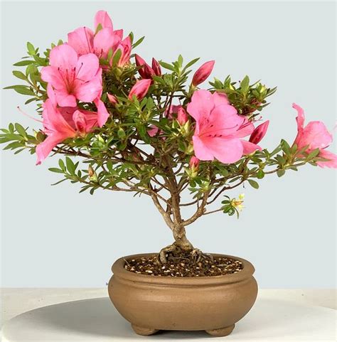 Chinzan Azalea Bonsai Bonsai Learning Center Store
