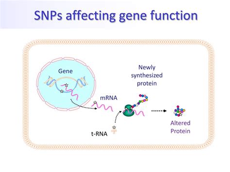 Ppt A Basic Review Of Genetics Powerpoint Presentation Free Download Id3735911