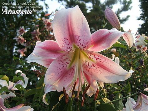 PlantFiles Pictures: Oriental-Trumpet Lily, OT Hybrid, Orienpet Lily ...