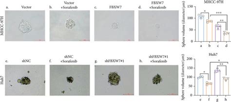 Fbxw7 Inhibits The Tumorigenesis In Vivo And Interferes With Sorafenib