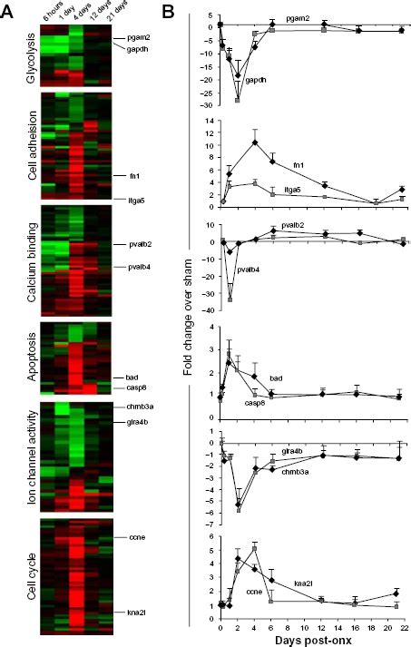 cluster analysis and target gene expression cluster analysis was