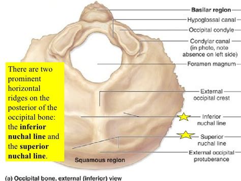 External Occipital Protuberance Superior Nuchal Line