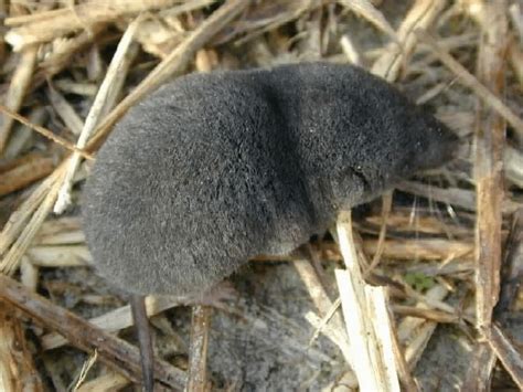 Shrew Noises What Types Of Sounds Do Shrews Make