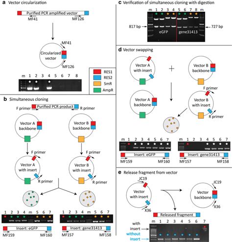 Multiple Applications Of Pyrite Cloning A Circularization Ligation Of