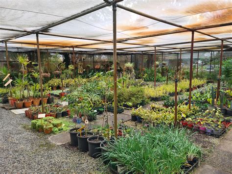20230822133310 Isabellas Hydroponic Nursery And Garden Centreoakabella Pty Ltd Trading As