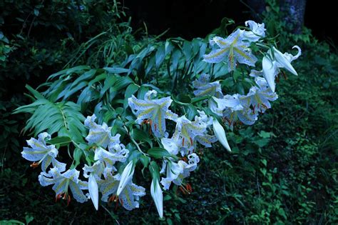 ヤマユリⅡ 野山に遊ぶ