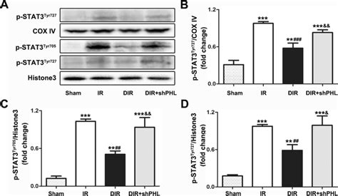 Levels Of Mitochondrial And Nuclear Stat3 In Vivo A Representative
