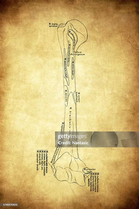 Humerus Joint High Res Vector Graphic Getty Images