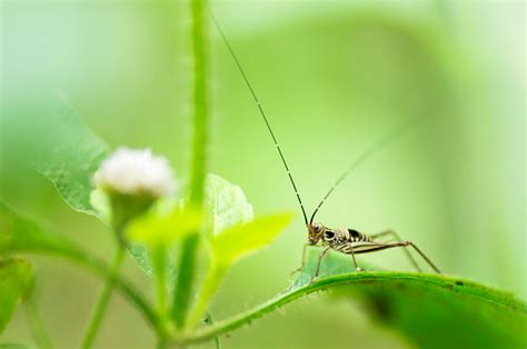 필드 효과의 깊이 가진 녹색 잎에 크리켓의 아름 다운 매크로입니다 선택적이 고 부드러운 초점입니다 갈색에 대한 스톡 사진 및 기타 이미지 Istock