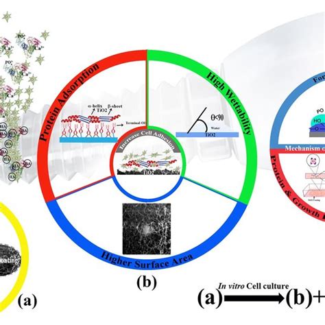 Schematic Mechanisms Of Cell Proliferation And Osteoinductivity Of