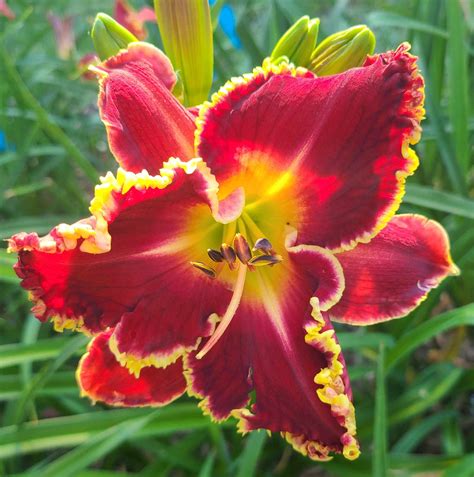 Goodlife Daylilies Hybridizer Robert Brittons Work